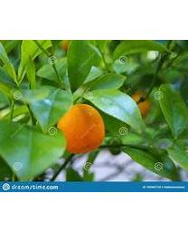 Mandarine Dectection (Single Object) Object Detection Dataset by Vietnamese Fruit Dectection