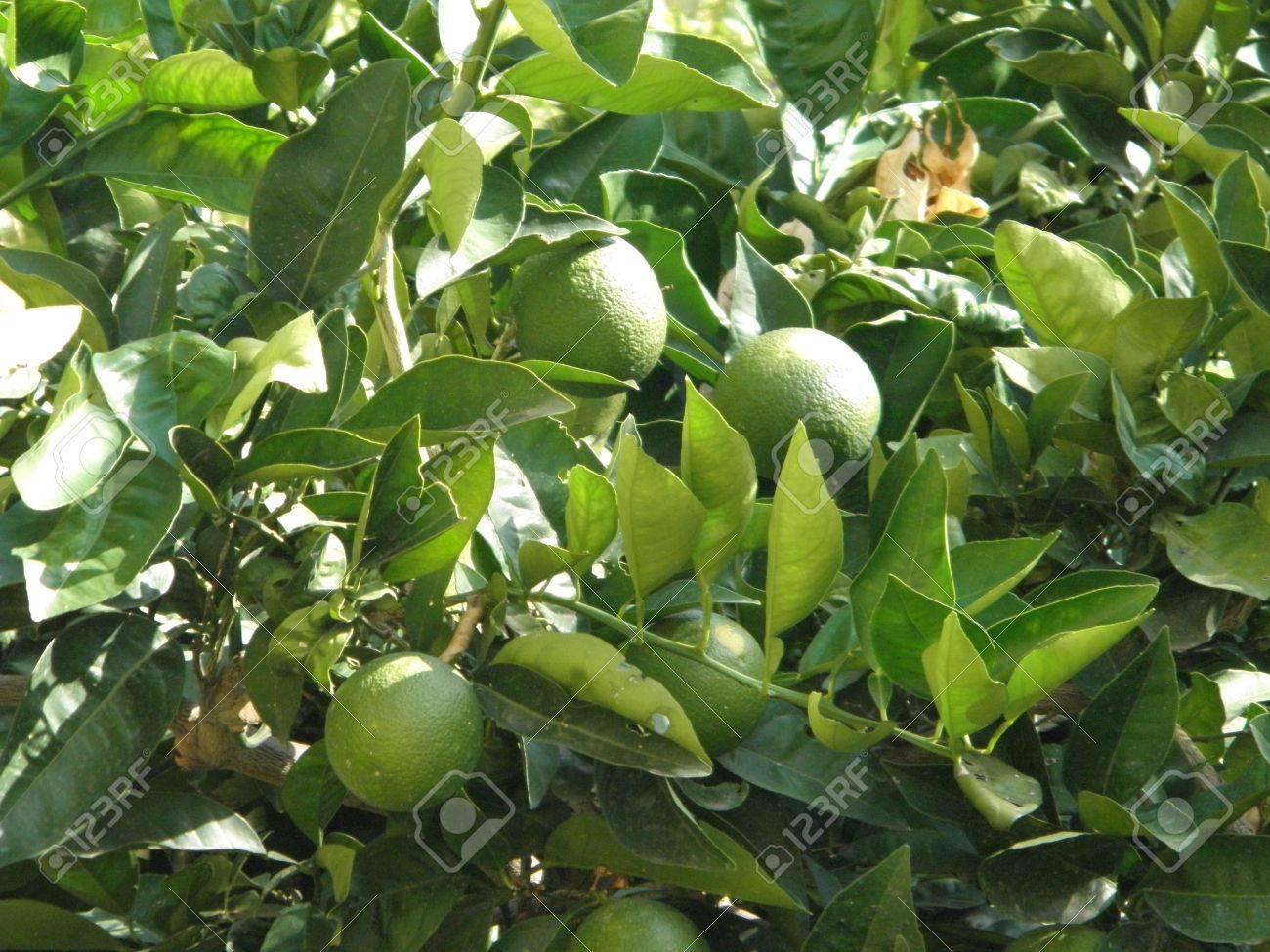 Agritech Orangedetection Object Detection Dataset By Nust