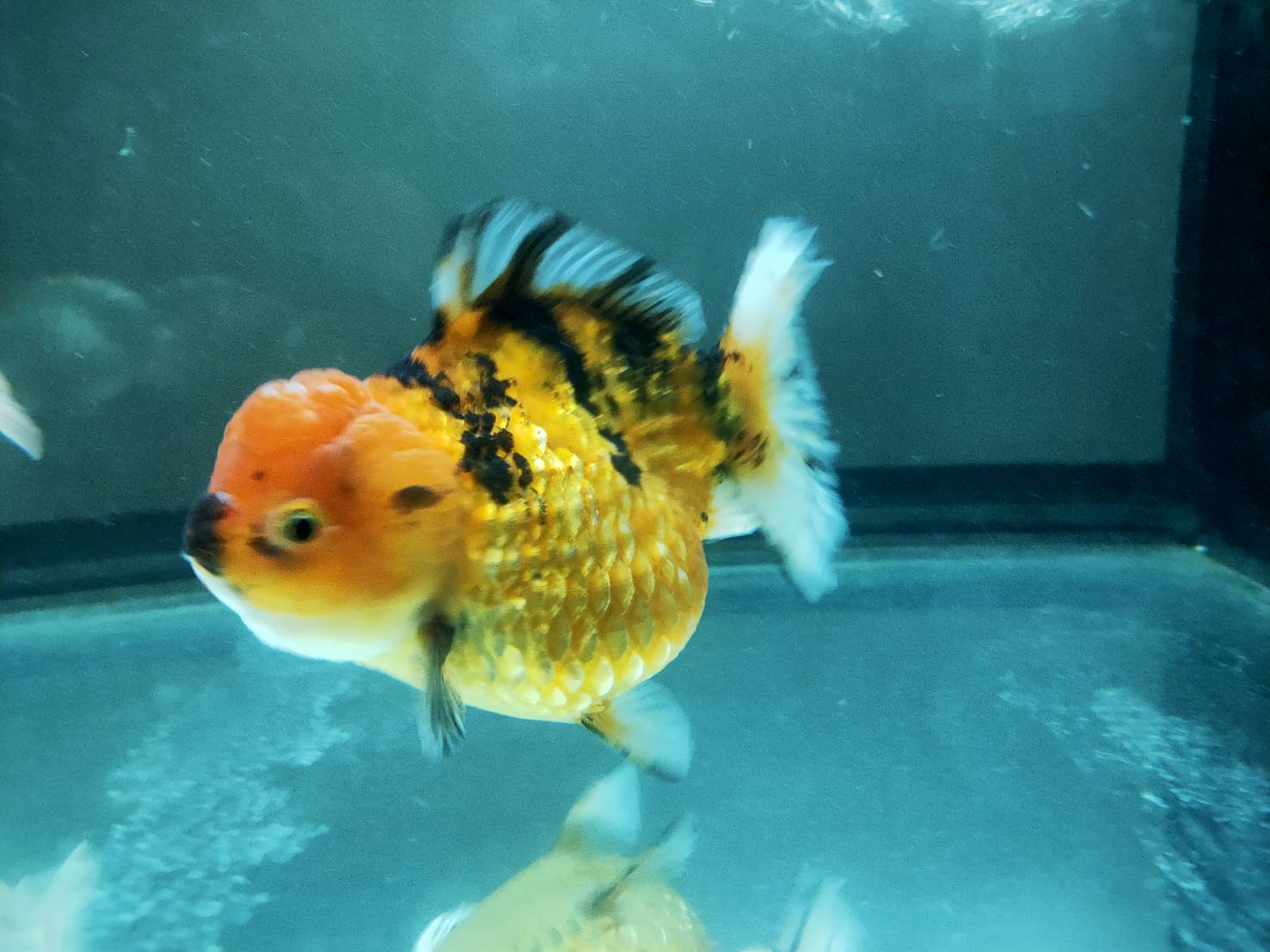 Ornamental Fish Classification Dataset by M