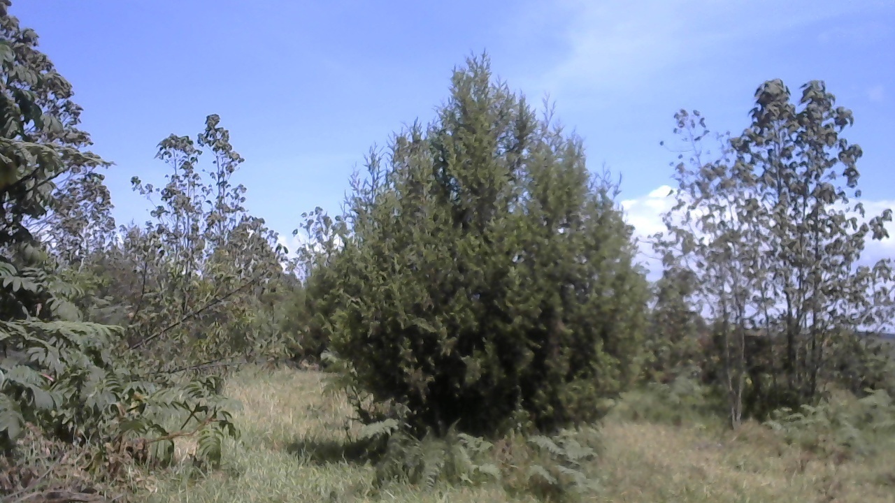 trees_volume_estimation Object Detection Dataset by ikram