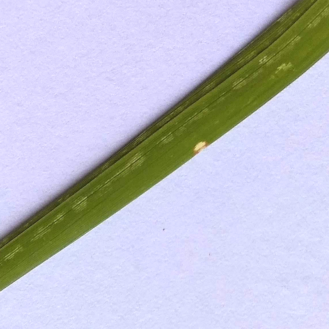 Ricedisease Object Detection Dataset By Fyxdds