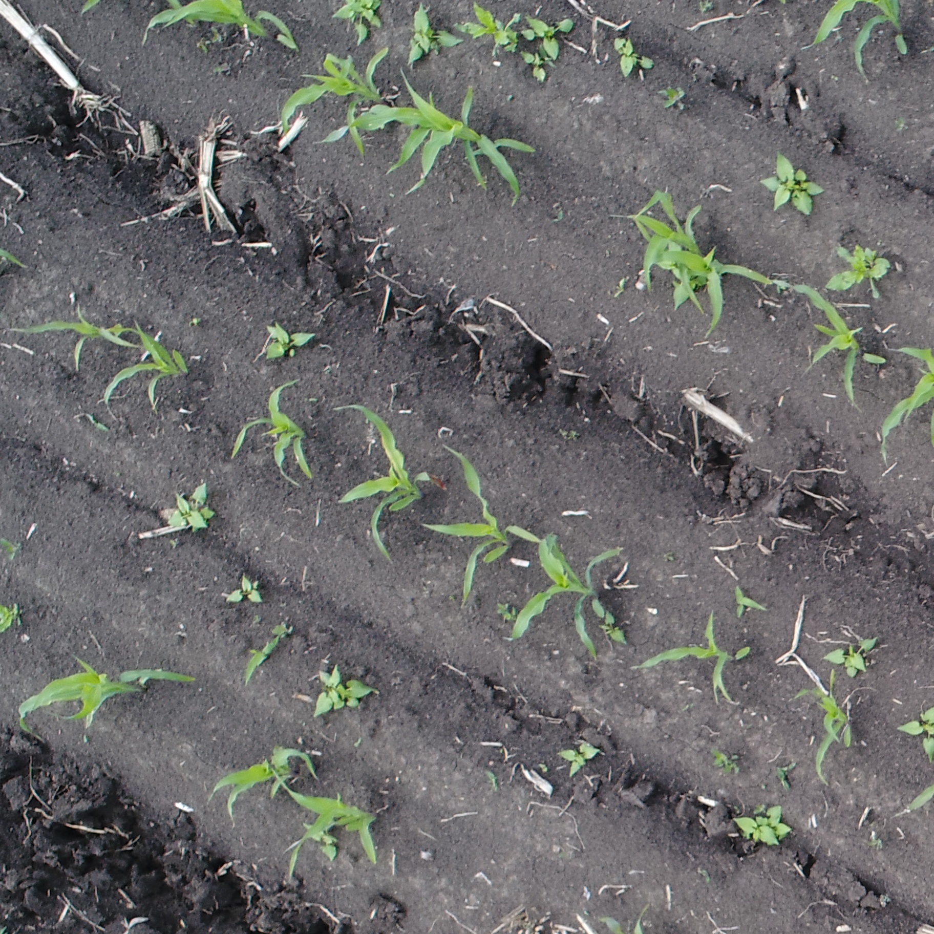 maize-seedling-detection Object Detection Dataset by fyxdds@icloud.com