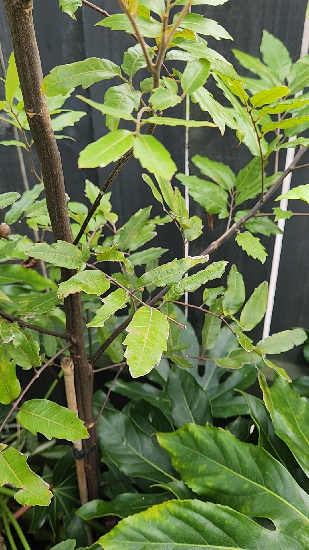 All Laafs For Training Object Detection Dataset By Tree Leaf Recognition 4716