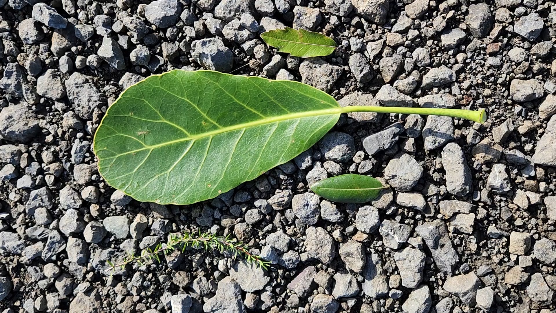 Combinationmsmeae Object Detection Dataset By Tree Leaf Recognition 2020