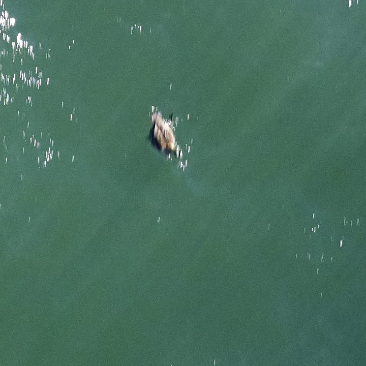 Wildlife Object Detection Dataset By Universit De Bourgogne