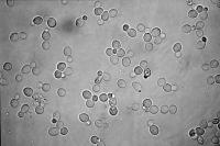 xuxux - Roboflow Universe