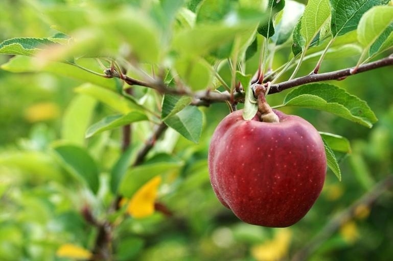 Fruits Instance Segmentation Dataset by prueba