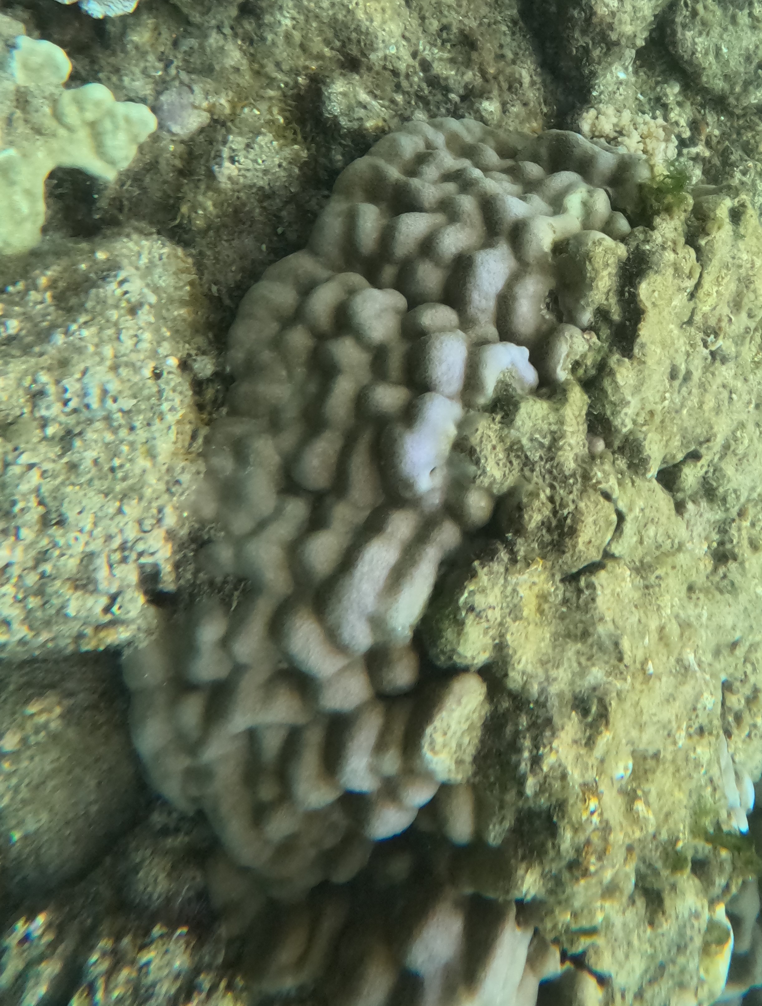 Coral Recognition 1 Object Detection Dataset and Pre-Trained Model by ...