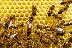 bees Object Detection Model by workspace1