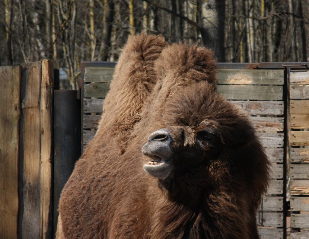 camel_classification Classification Dataset and Pre-Trained Model by customdataset