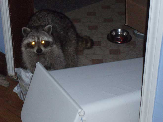 Raccoons Object Detection Dataset by ObjDetection