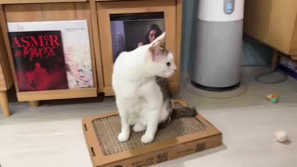Cat Detection Object Detection Model By Cat
