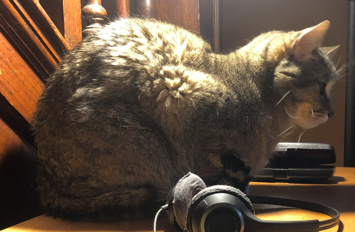 Cats Activity Object Detection Dataset and Pre-Trained Model by Class ...