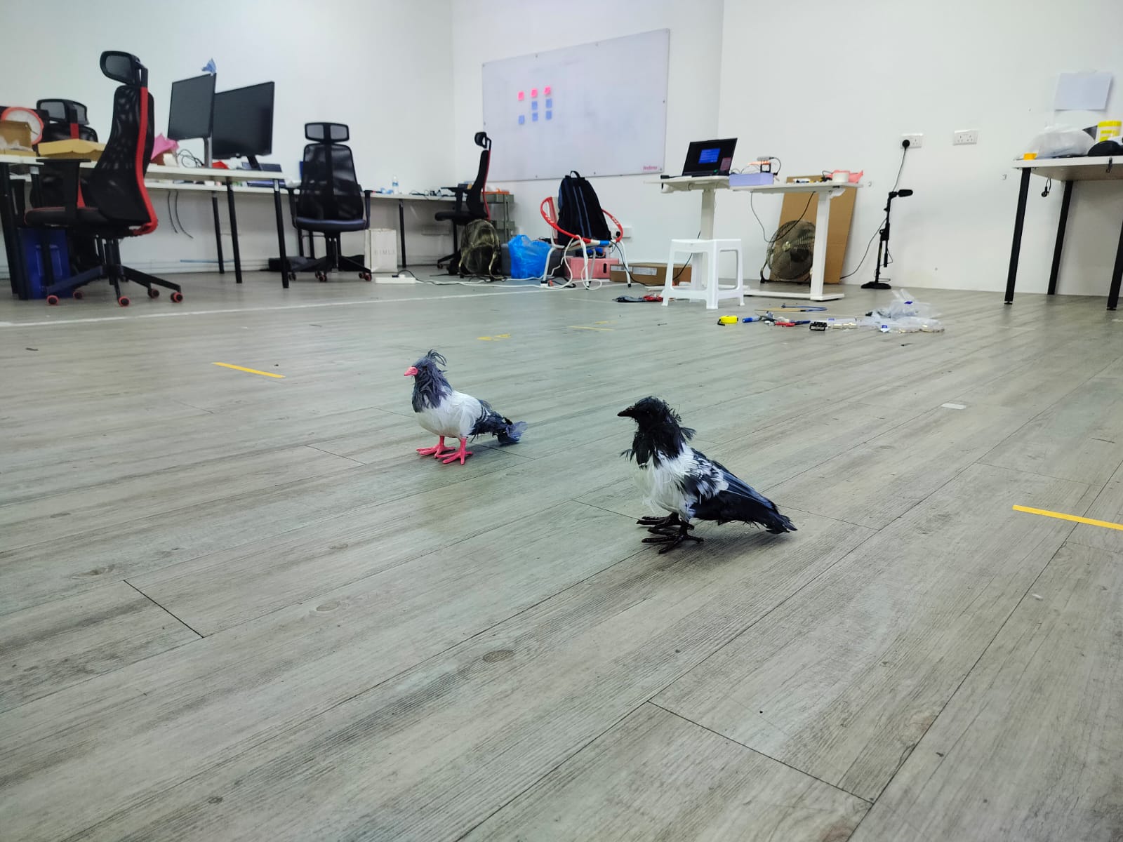 Pigeon_v3 Object Detection Dataset by Robotics