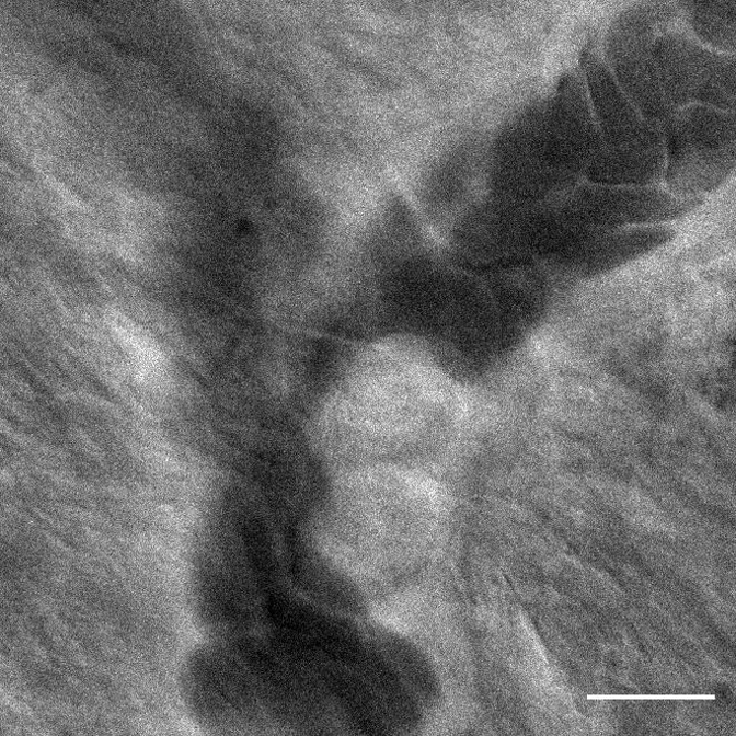 OBIC (obic-lxvoc) - Roboflow Universe