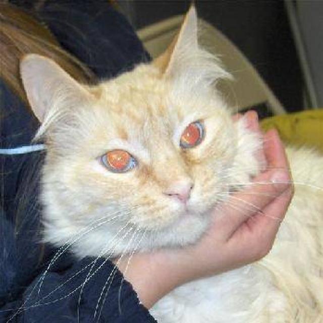 dog cat detection Object Detection Dataset and Pre-Trained Model by Lab