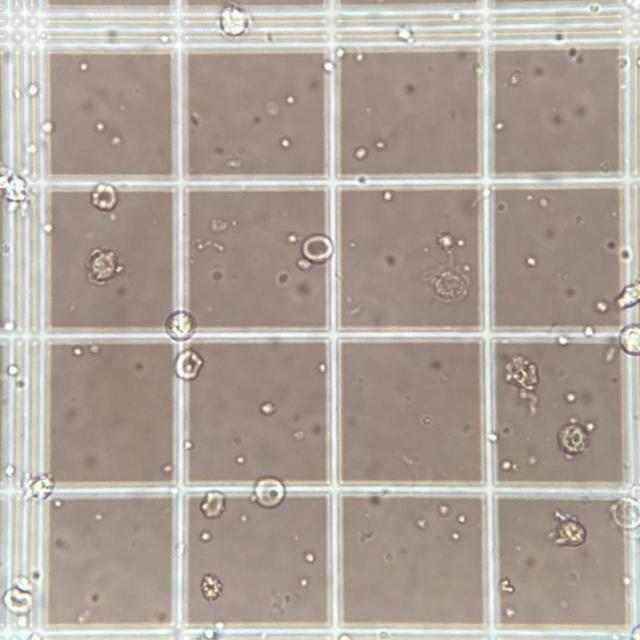 cell_detection Instance Segmentation Model by Scicell