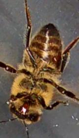 honey bee varroa-clone Object Detection Dataset by Vn Thun