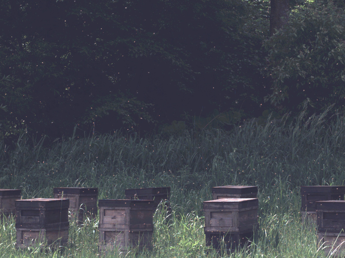 beehive Object Detection Dataset by Vn Thun