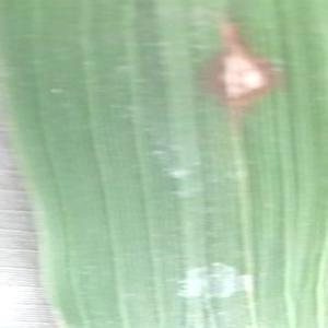 rice Object Detection Dataset by DREAMYDAISYPM