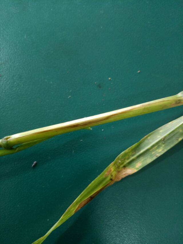 wheat Classification Model by a