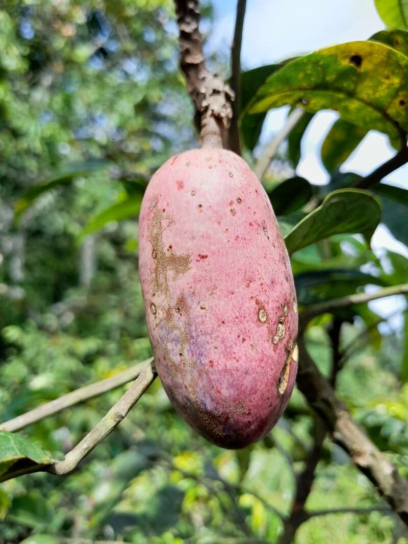 safou detection - Roboflow Universe