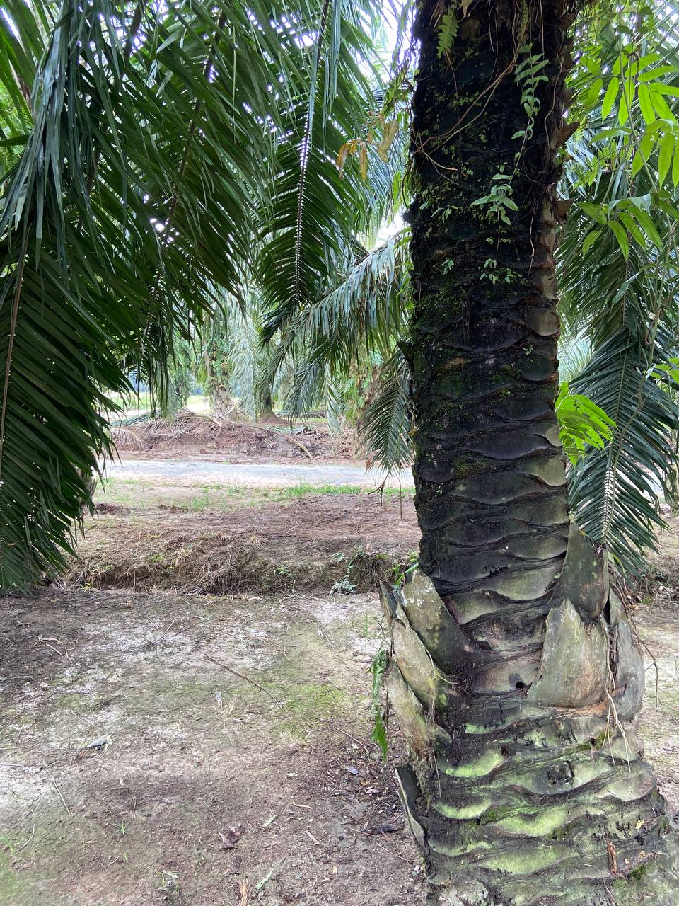 palm tree Object Detection Dataset and Pre-Trained Model by Sime Darby ...