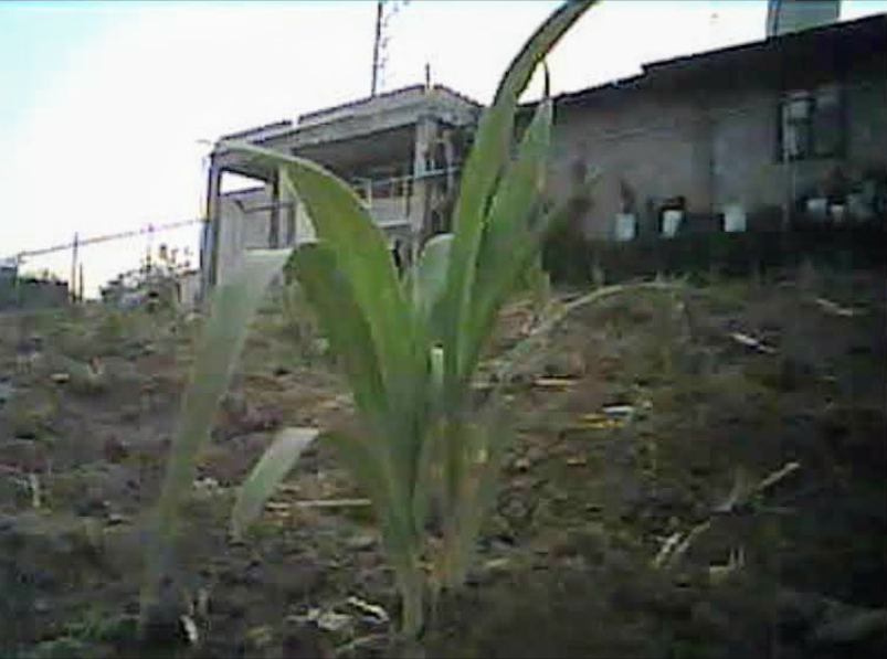 Maíz 2 Instance Segmentation Dataset By Deteccin De Plagas Y Cultivos Enfermos