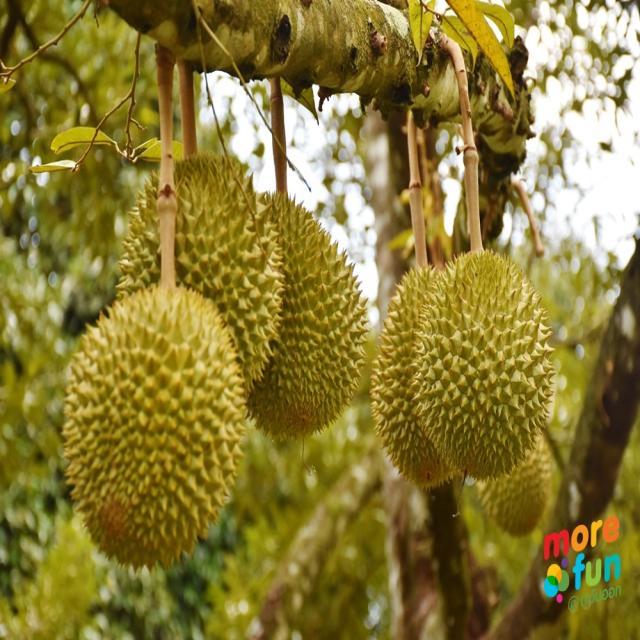 Durian Ripeness Detection Classification Dataset by Durifine