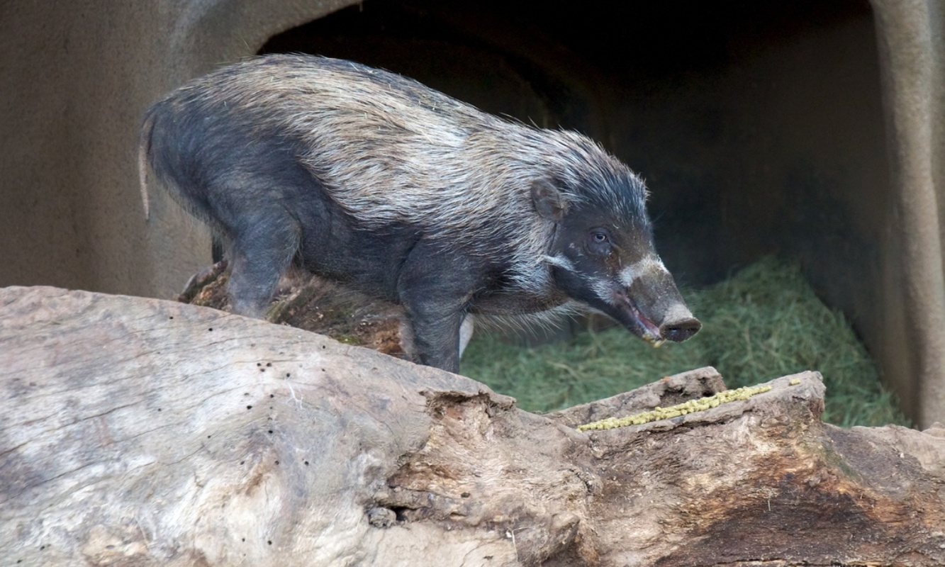 boar_valid Object Detection Dataset by Vigneshwara