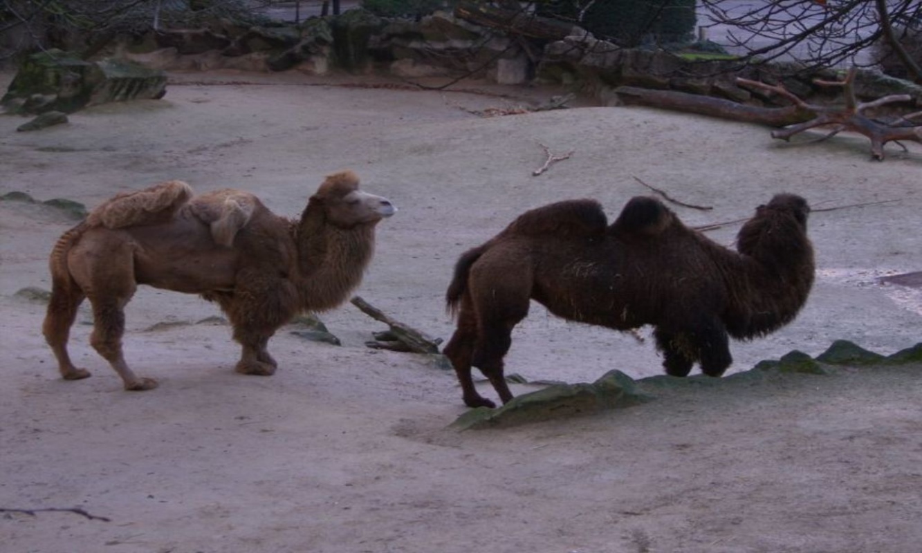 camel_valid Object Detection Dataset by Vigneshwara