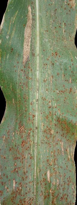 rust Object Detection Dataset and Pre-Trained Model by project-naxrs