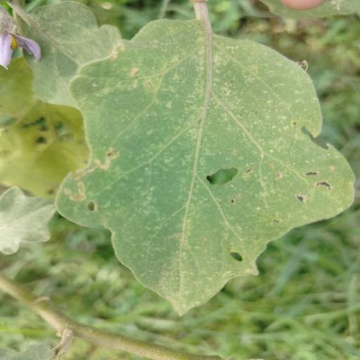 Plant Disease Classification Instance Segmentation Dataset By Faisal Workspace