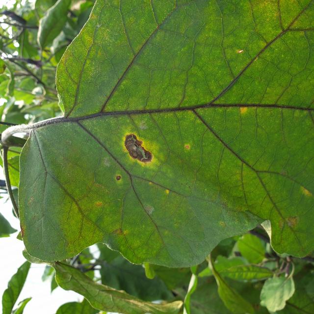 Plant disease Instance Segmentation Dataset by faisal workspace