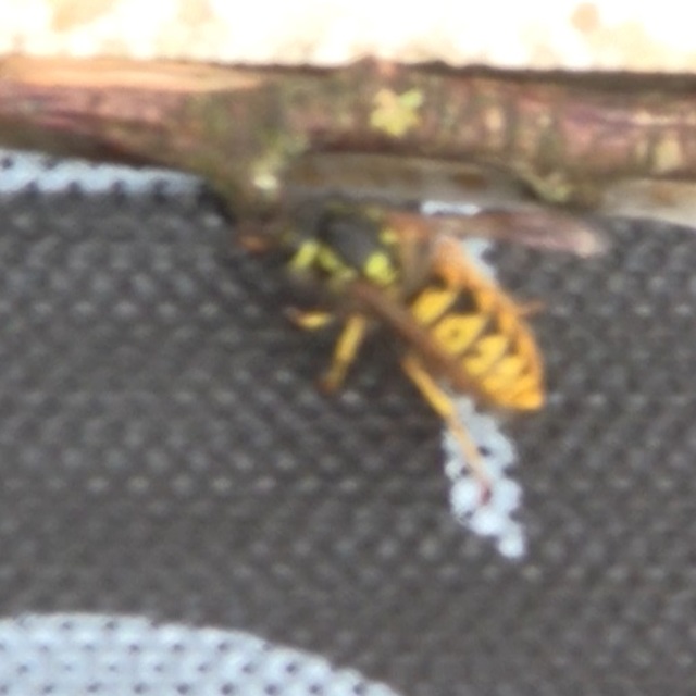 How to Use the robot Semantic Segmentation API