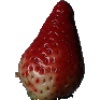 Strawberry Object Detection Dataset and Pre-Trained Model by DatasetStrawberry