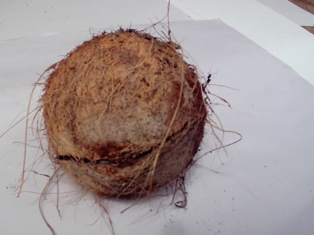 Coconut CLassification Object Detection Dataset by Test