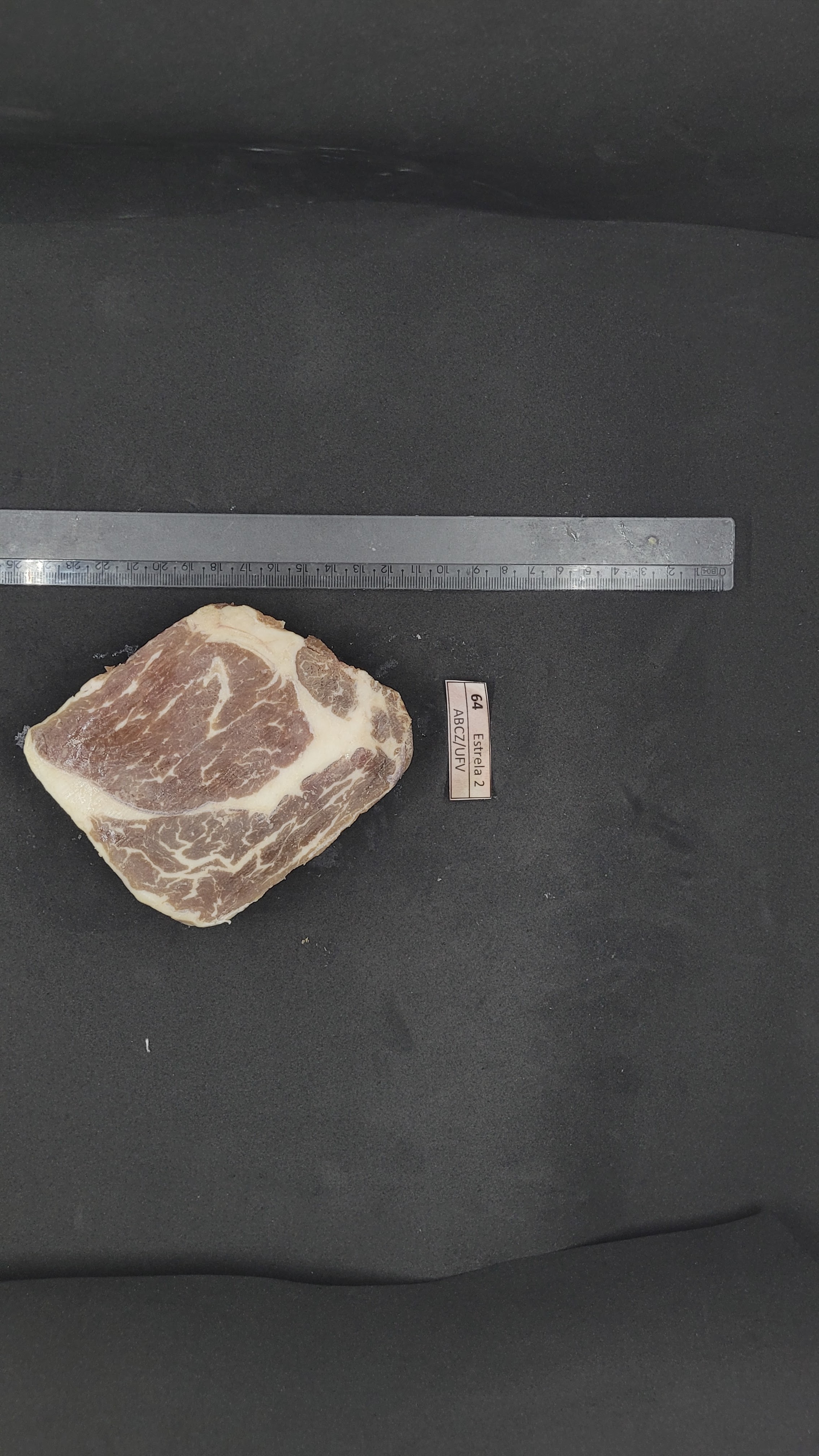 IMF - BEEF Instance Segmentation Model by Posdoc