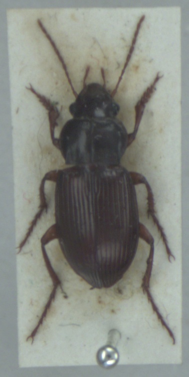 Insect Data Object Detection Dataset And Pre Trained Model By Csio