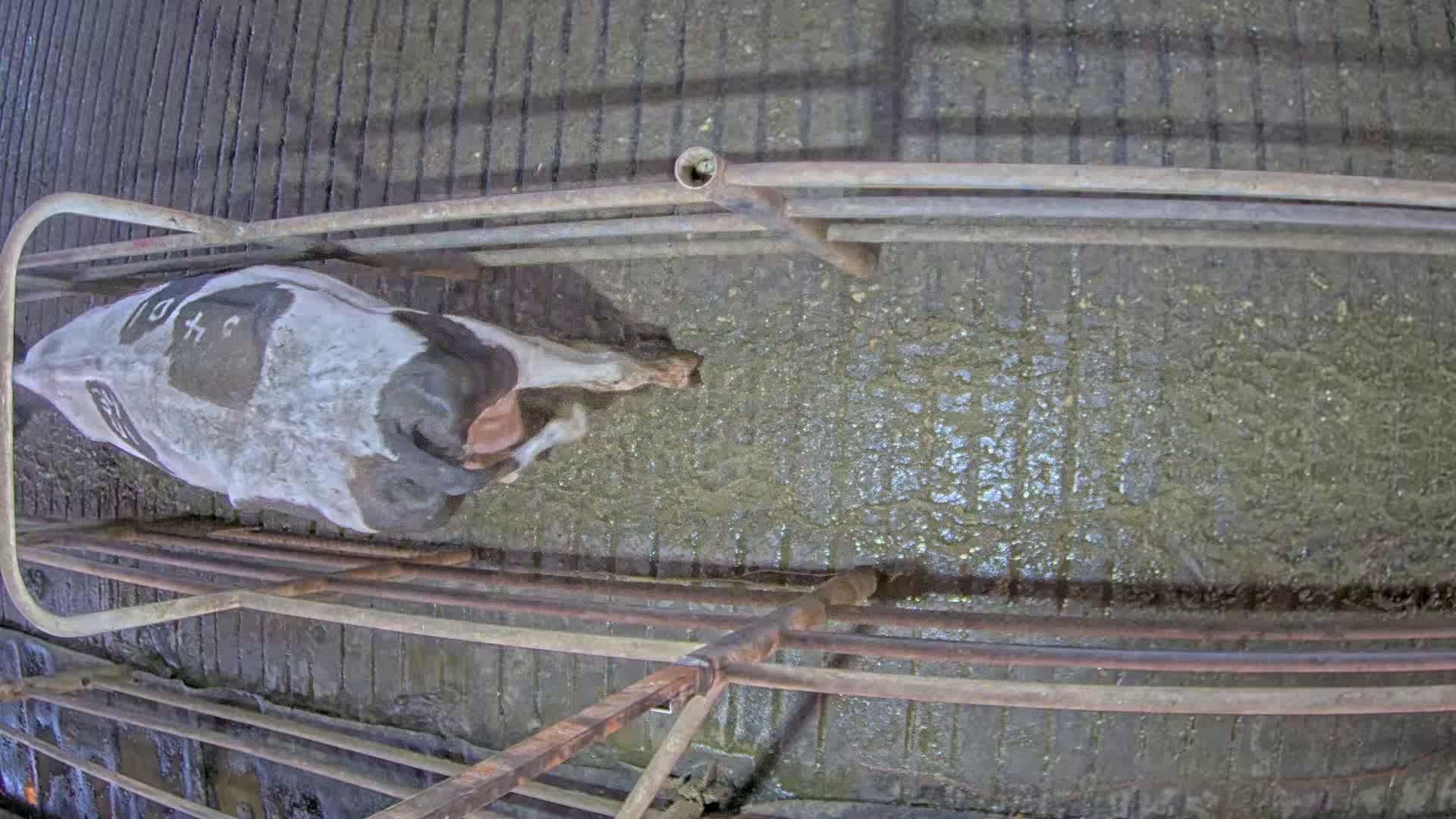 Cow Keypoint Detection Model by Elham