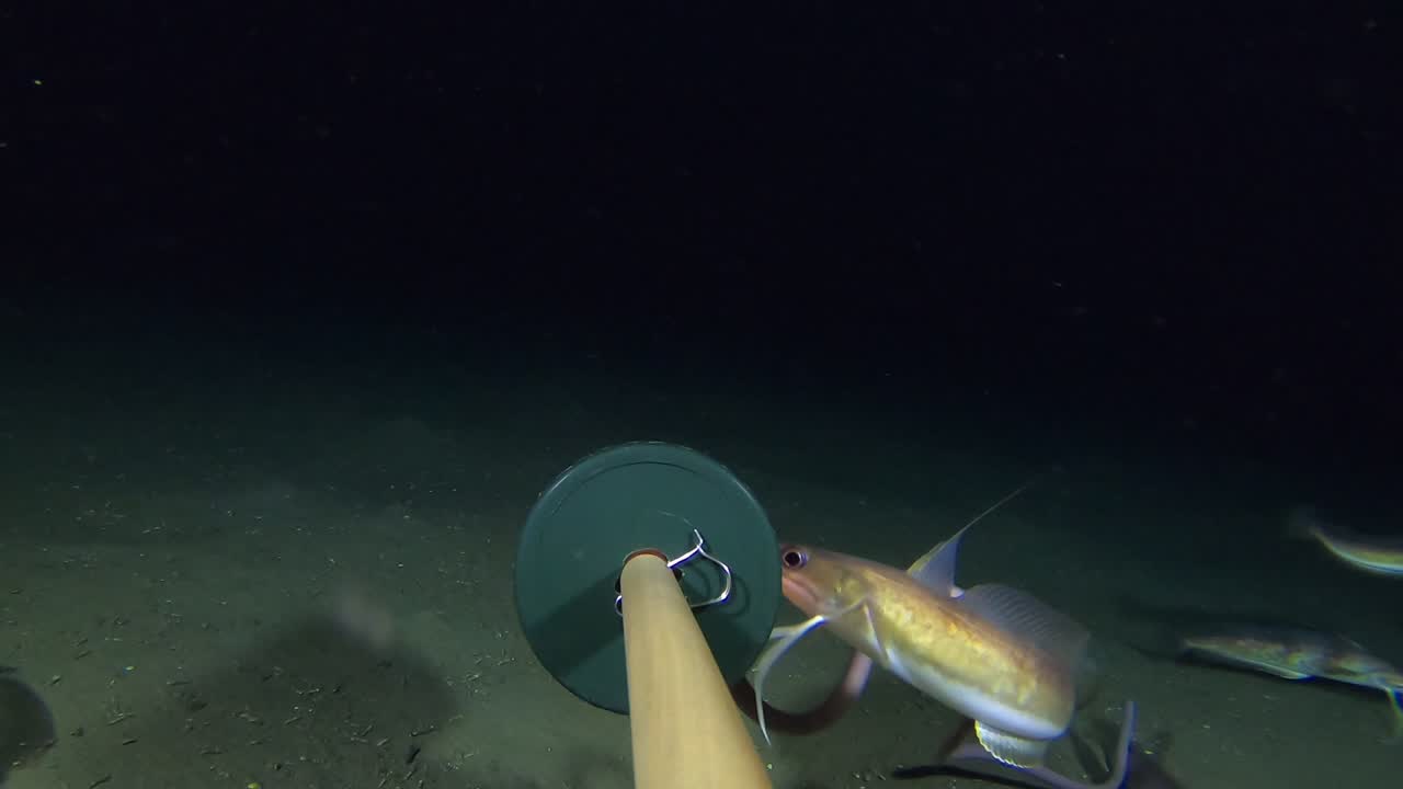 Deep Sea Object Detection Object Detection Dataset and Pre-Trained Model by DeepSeaObjectDetection