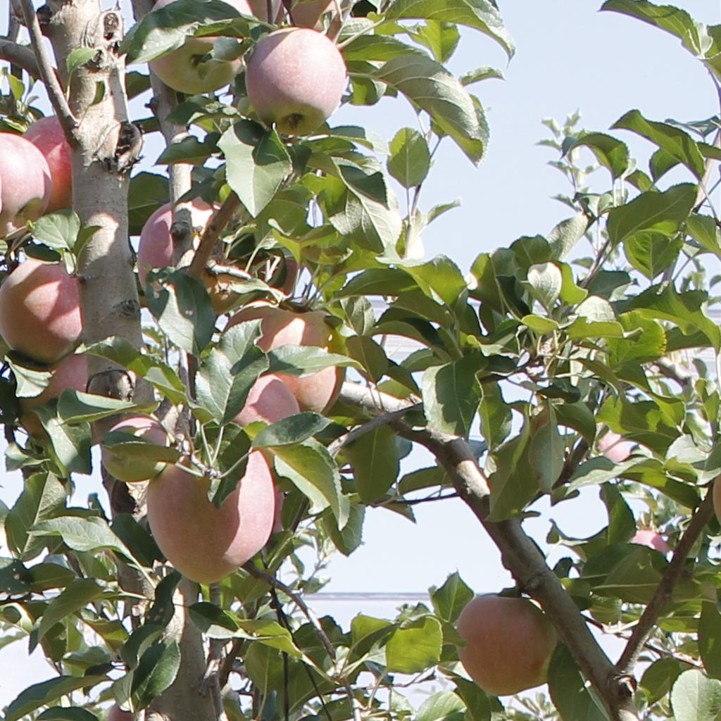 apple_process Object Detection Dataset by FYP