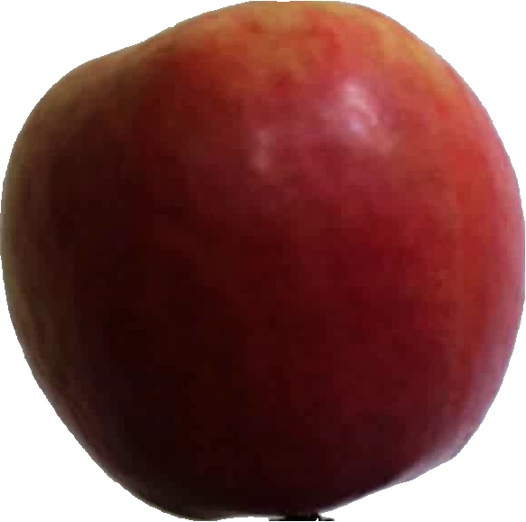 Apple-ripeness-100% Object Detection Model (v3, 2024-05-07 5:48pm) by FYP