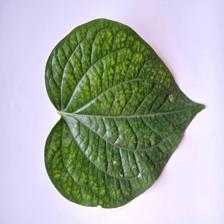 resize Classification Dataset by betelify