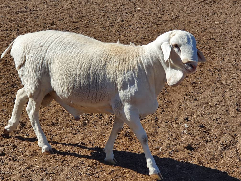 Sheep Dataset Object Detection Dataset By Odadataset