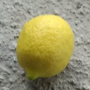 lemon Object Detection Dataset by Vinod Bisen