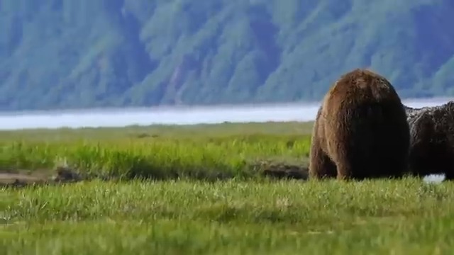 Bear Object Detection Dataset by Project1