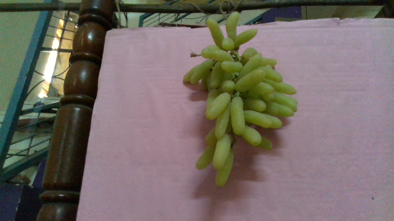 grape weight estimation Instance Segmentation Dataset by yuyee