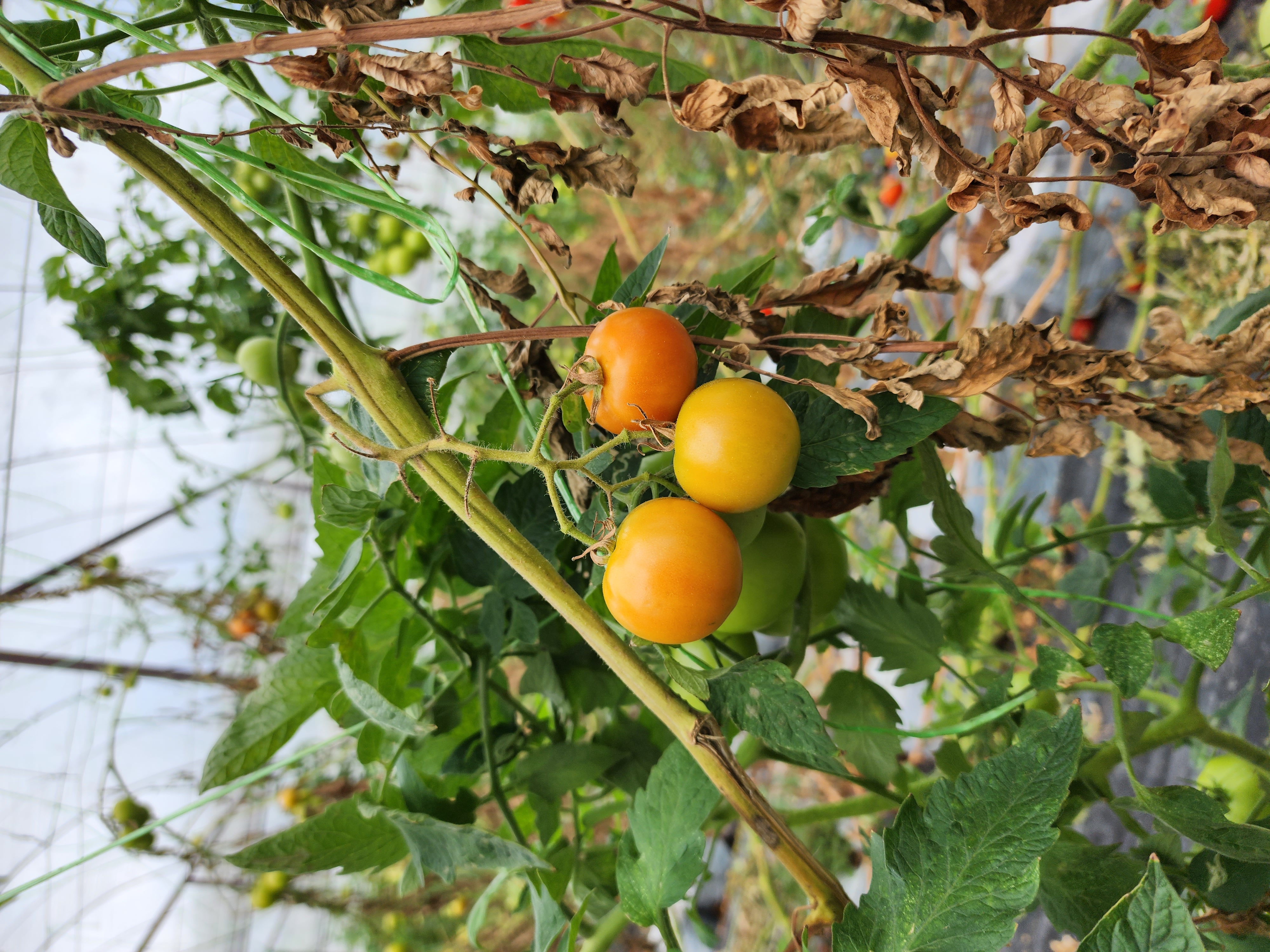 Tomato Maturity Object Detection Model by tomatotest