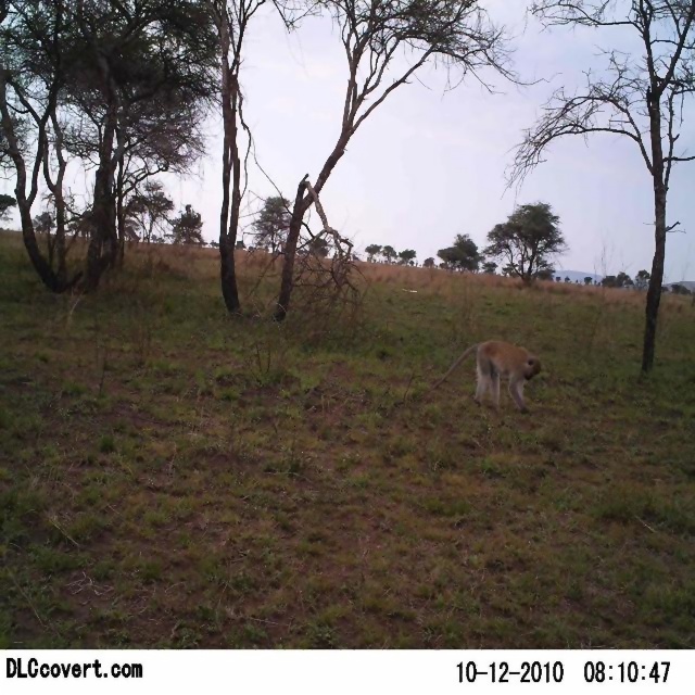 serengeti Object Detection Model by 42 project